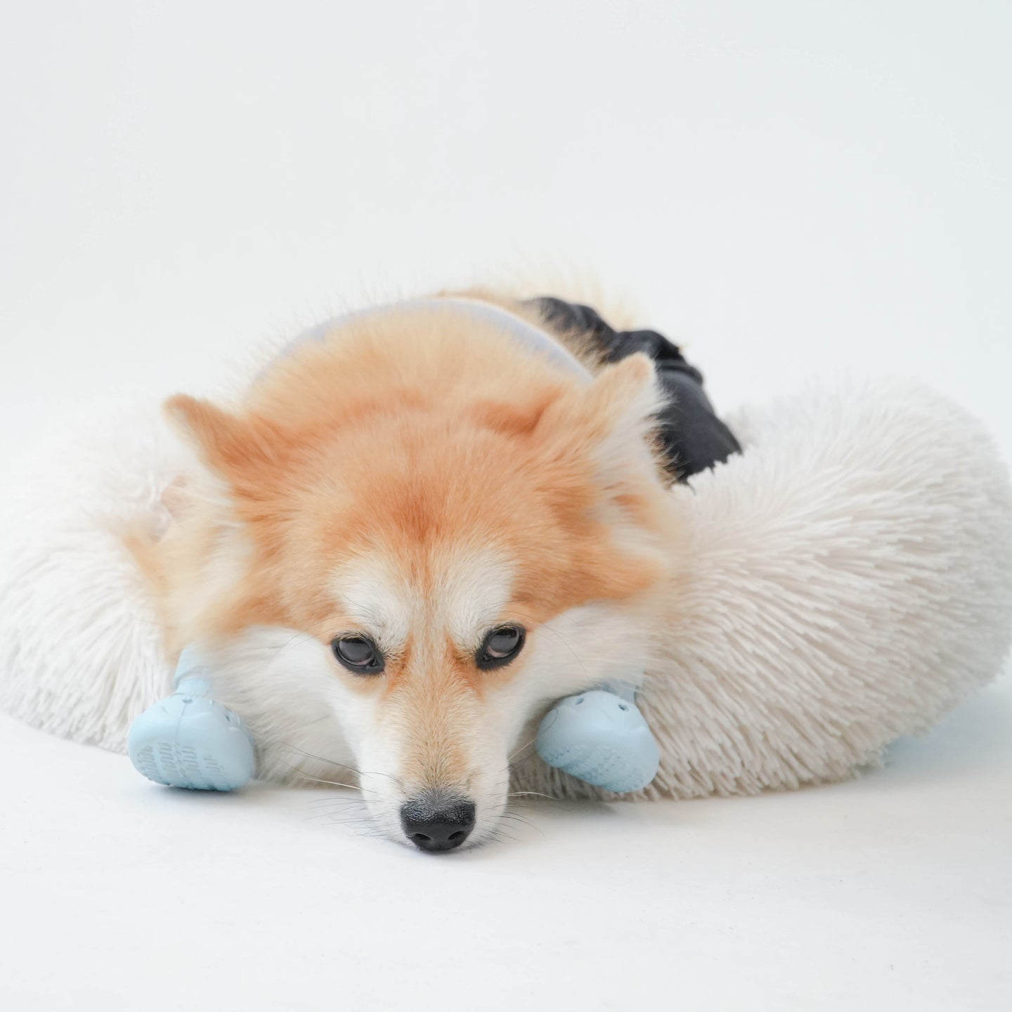 Cloud Walk in Blue Cream – Gentle Walker